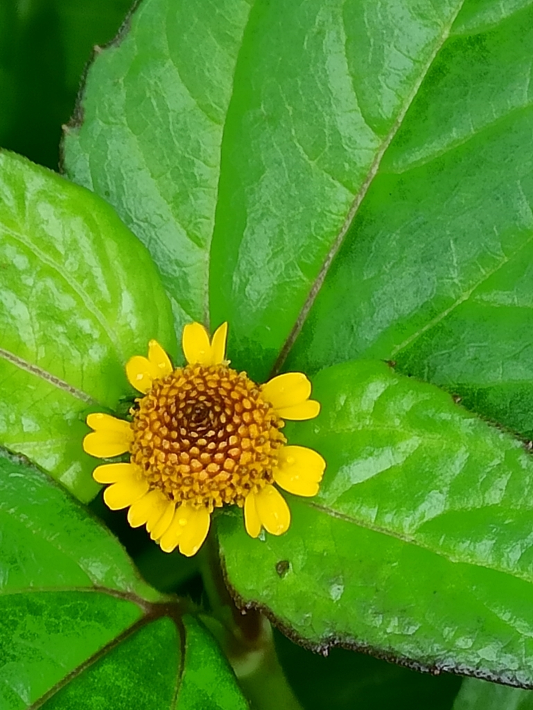 Acmella uliginosa from 3HW6+XP2, Chemperi, Kerala 670632, India on ...