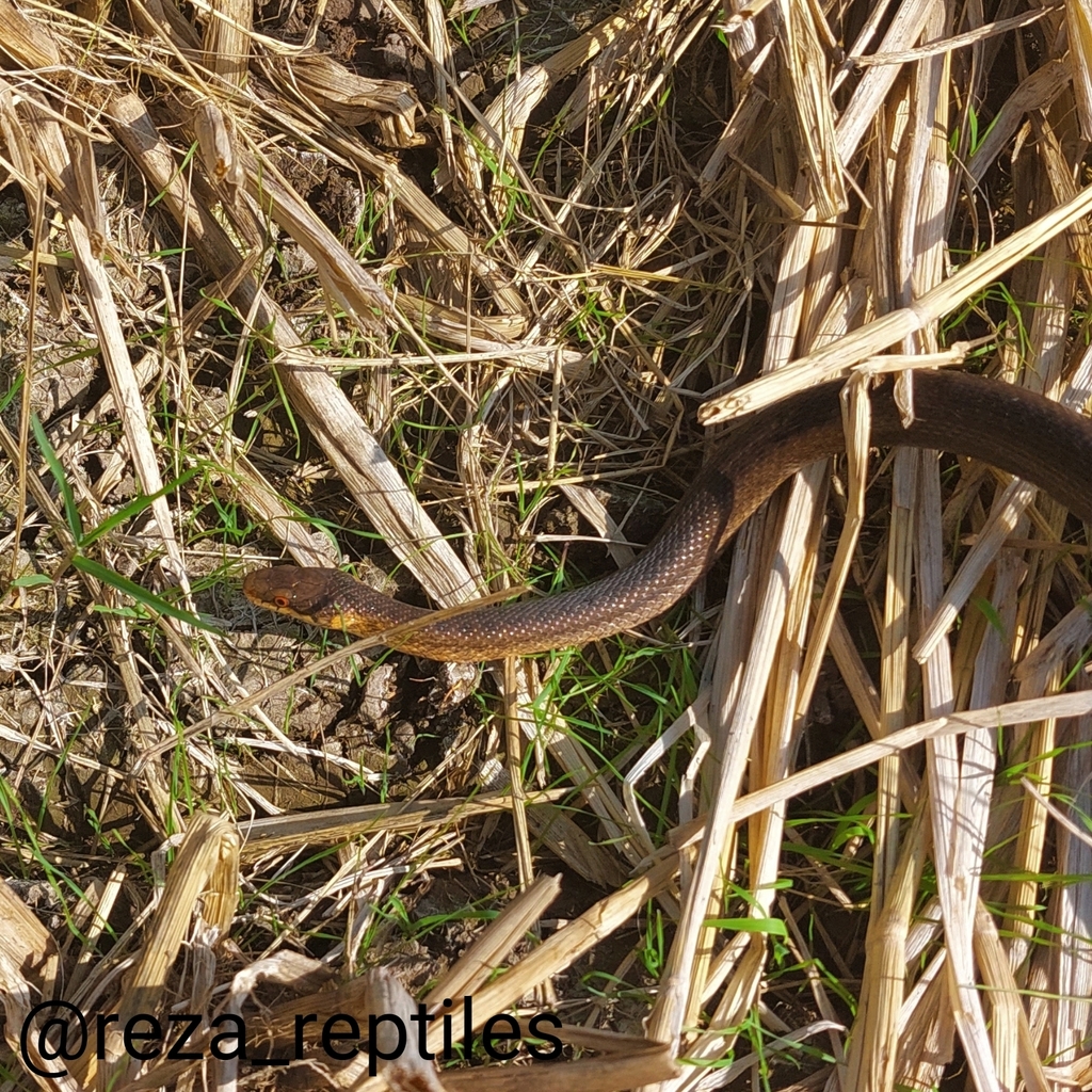 Persian Ratsnake from 7R73+HG4, Louleman, Gilan Province, Iran on ...