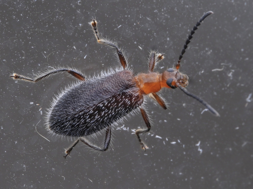 Cerogria anisocera from 贵州省黔南布依族苗族自治州都匀市高寨 on August 27, 2023 at 10:02 ...