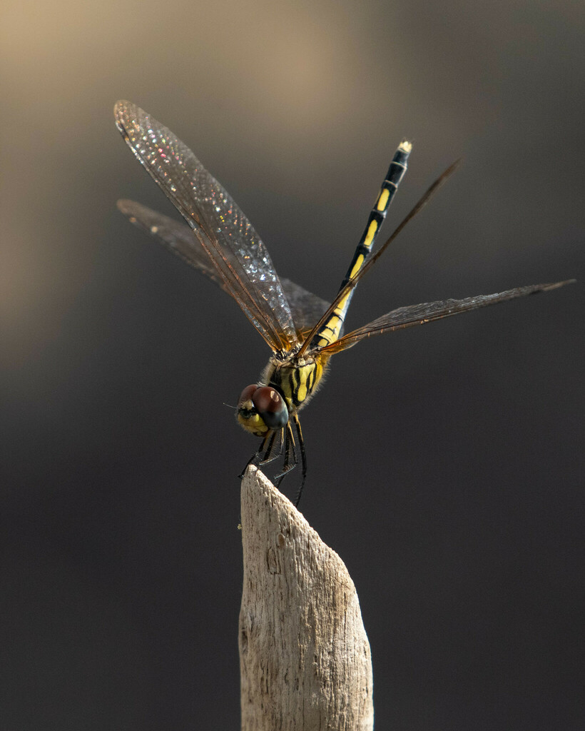 Dancing Dropwing from Yishun Ave 1, Singapore 769130 on August 25, 2023 ...