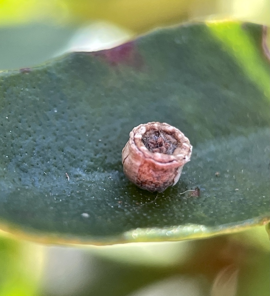 Spilonota constrictana from Boundary Tk E, Frankston South, VIC, AU on ...