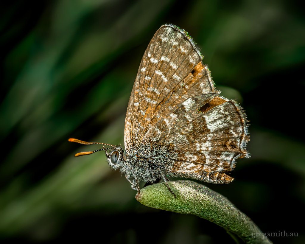Saltbush Blue from Adelaide SA, Australia on September 28, 2023 at 02: ...