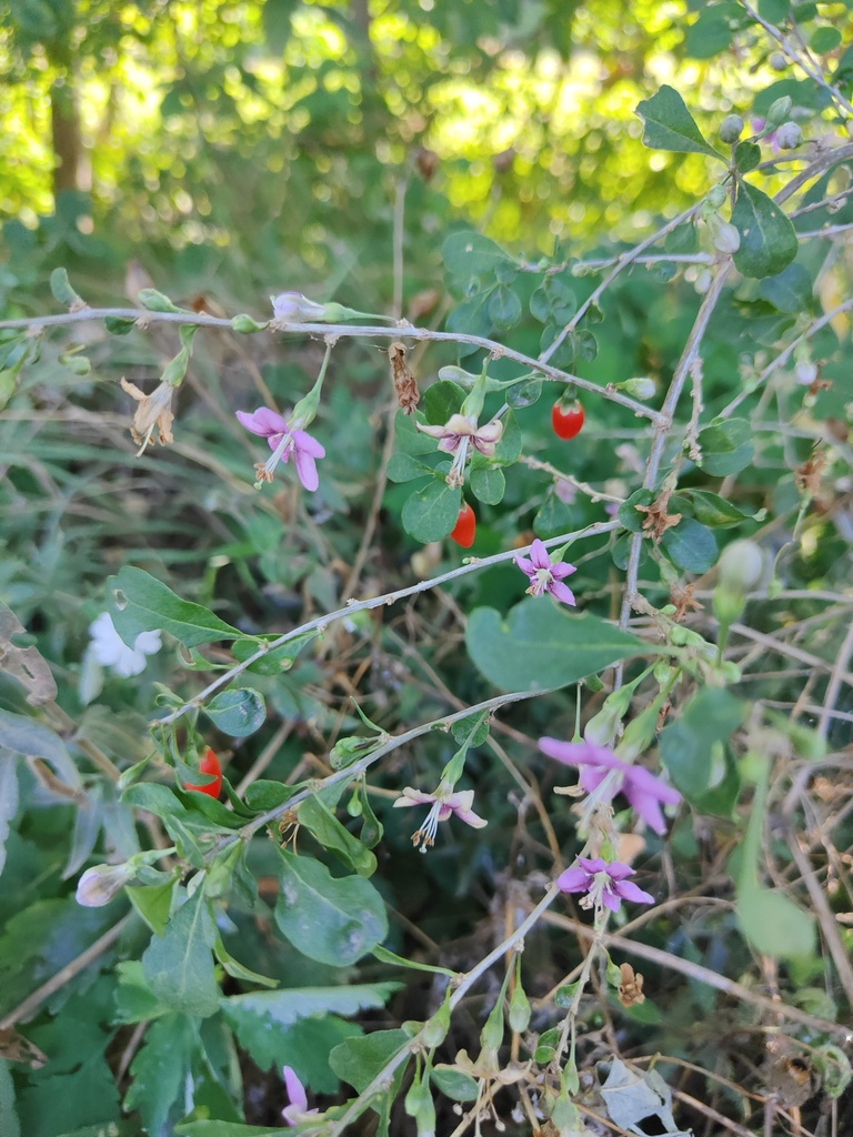 matrimony vine from Vácduka, 2167 Hungary on September 28, 2023 at 09: ...