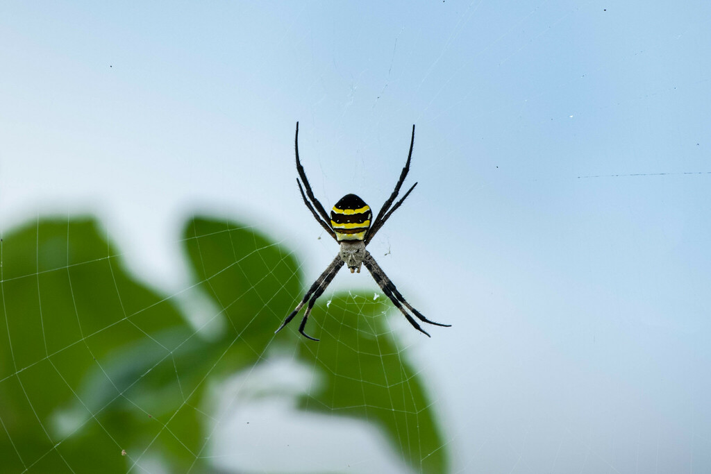 Kogane-gumo Spider from Suminoe Ward, Osaka, Japan on July 14, 2023 at ...