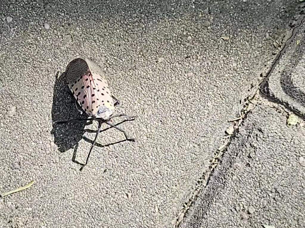 Spotted Lanternfly from 中国农业大学 on September 28, 2023 at 06:18 PM by ...