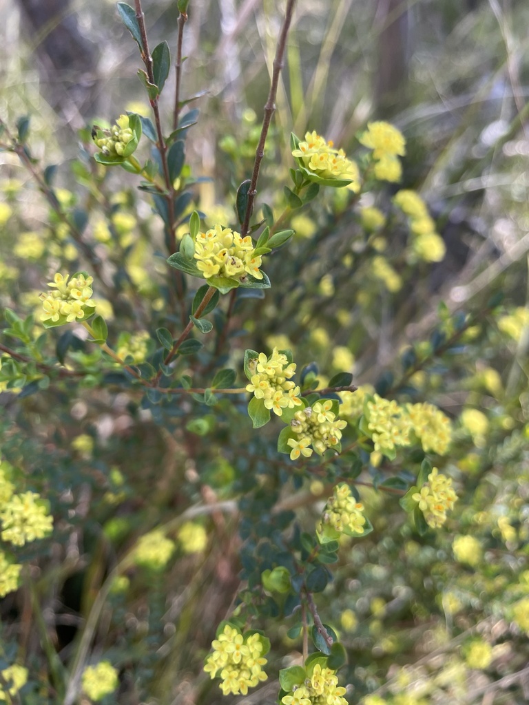 yellow rice-flower from Tasmania, Lenah Valley, TAS, AU on September 8 ...