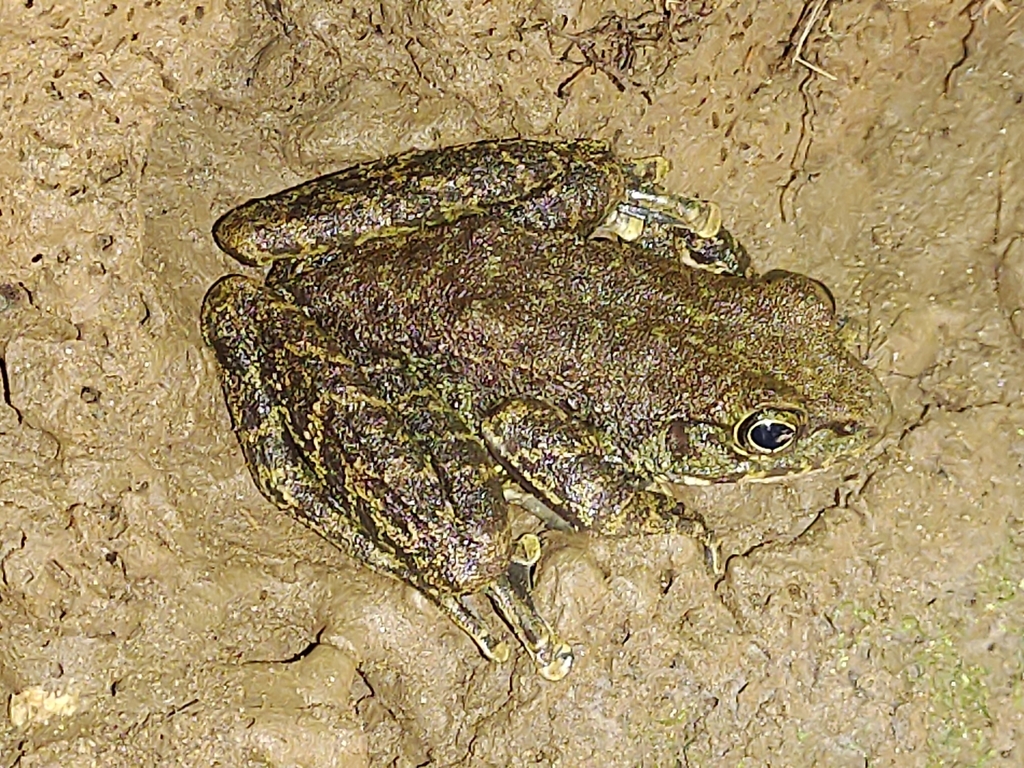 Assam Stream Frog from Nongpoh, Meghalaya 793102, India on August 8 ...