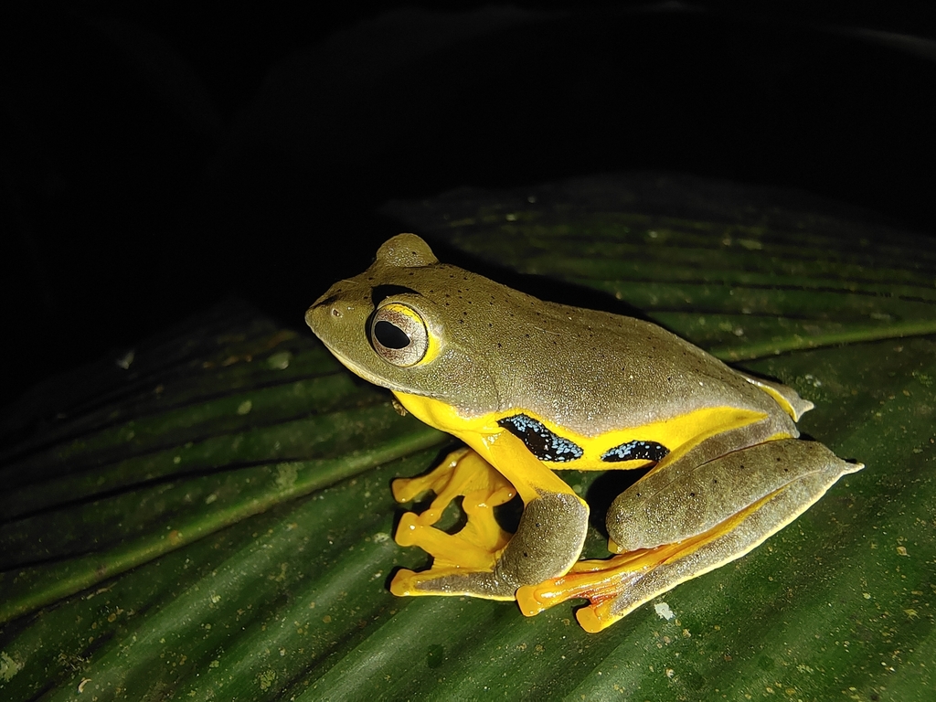 Twin-spotted Flying Frog from Nongpoh, Meghalaya 793102, India on ...