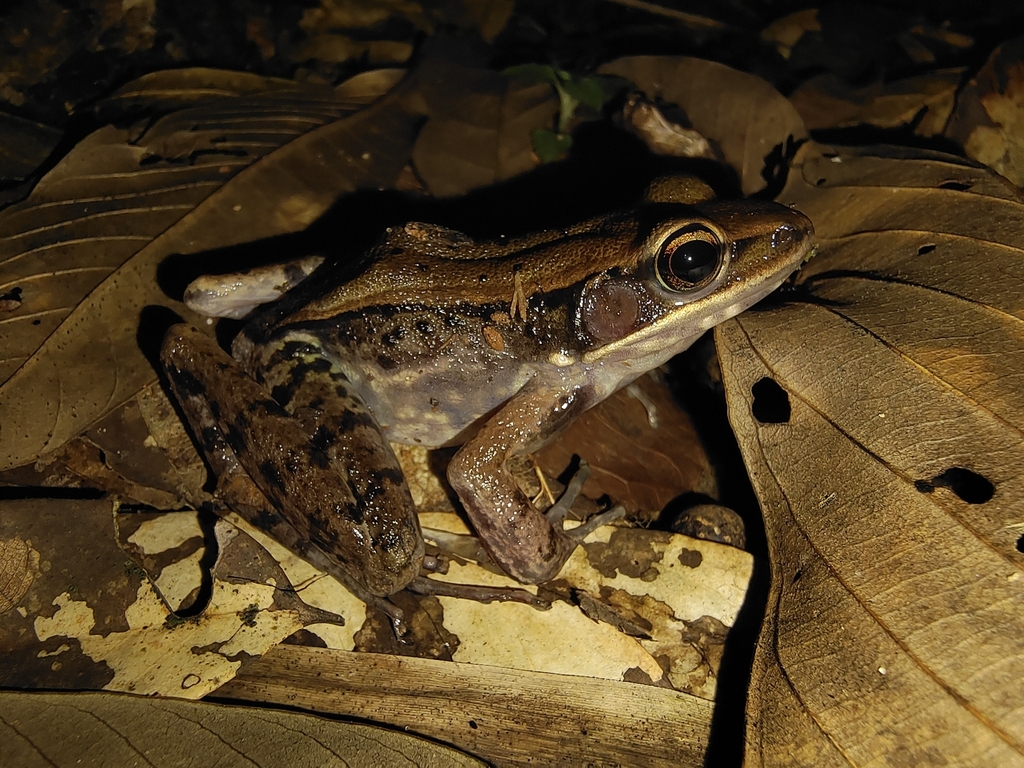 Cope's Assam Frog from Nongpoh, Meghalaya 793102, India on August 8 ...
