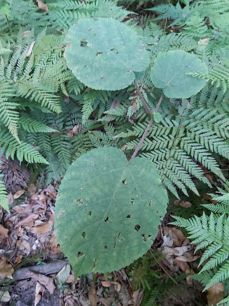 Stinging Trees from Salisbury NSW 2420, Australia on December 26, 2022 ...