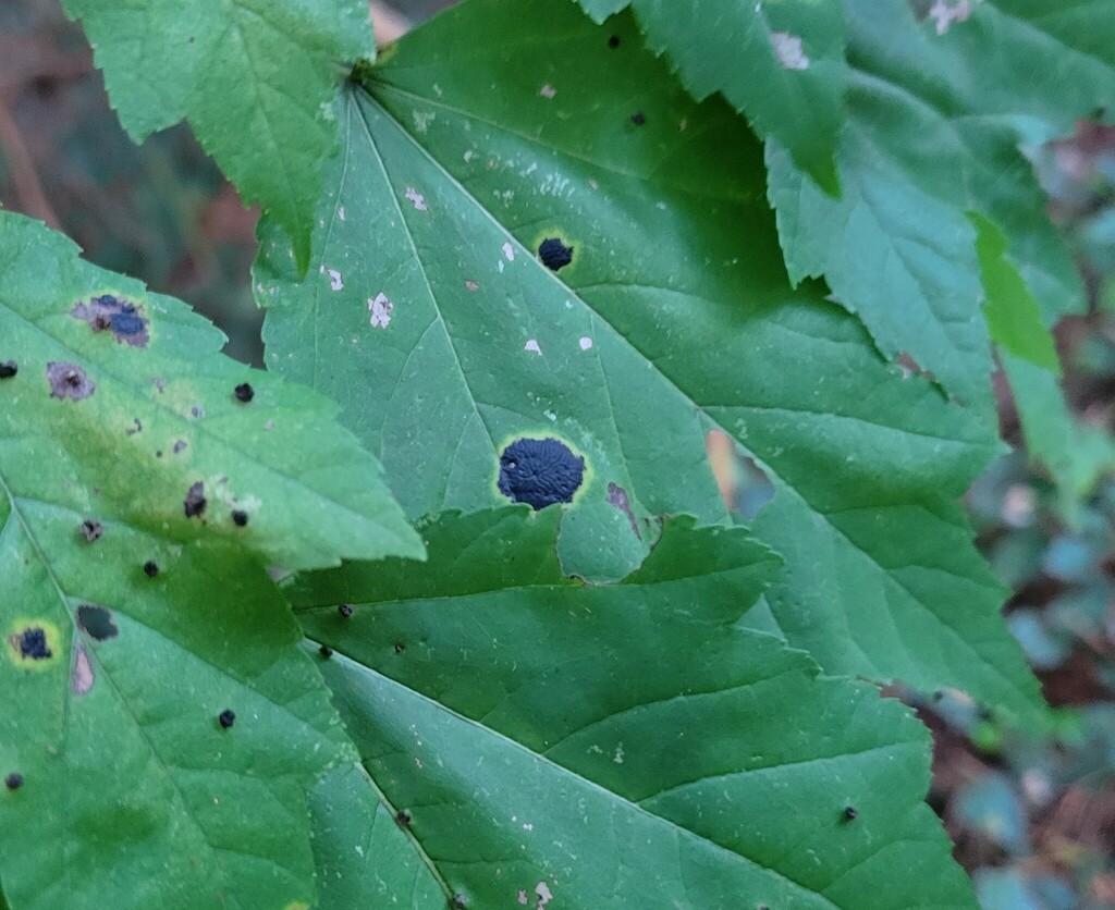 American Tar Spot from Caroline County, MD, USA on September 27, 2023 ...