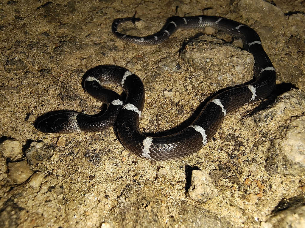 Zaw's Wolf Snake from Nongpoh, Meghalaya 793102, India on August 11 ...