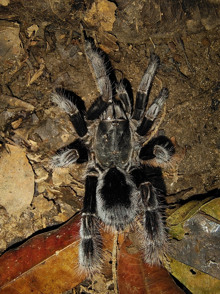 Lyrognathus from Nongpoh, Meghalaya 793102, India on August 11, 2022 at ...