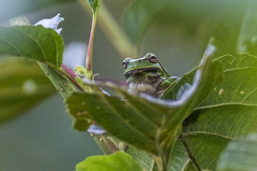 Eastern Tree Frog from Sakhalvasho, Batumi, Georgia on September 2 ...
