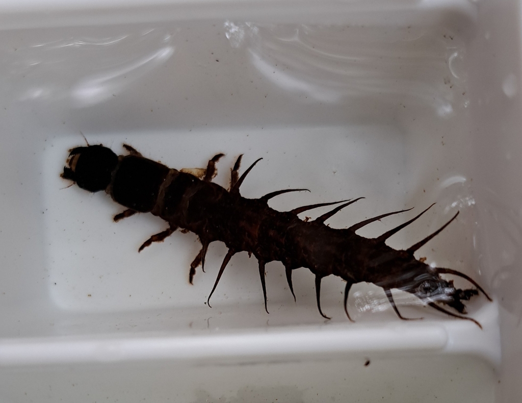 Serrate Dark Fishfly from Mahone Bay, NS B0J 2E0, Canada on September ...