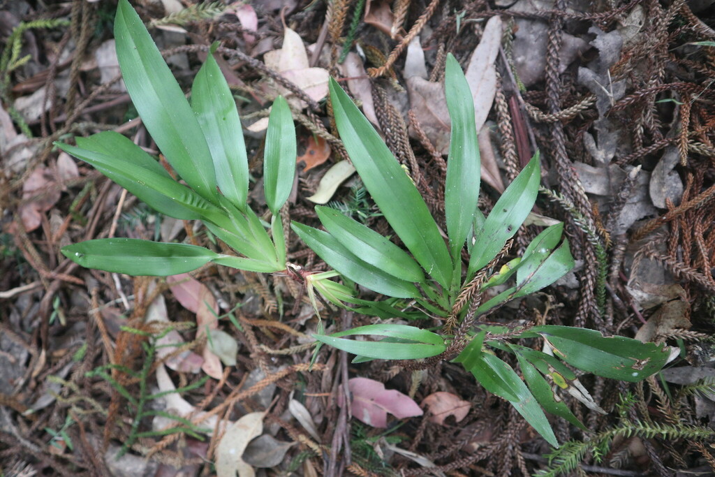 beach flax lily from Yarrahapinni NSW 2441, Australia on September 24 ...