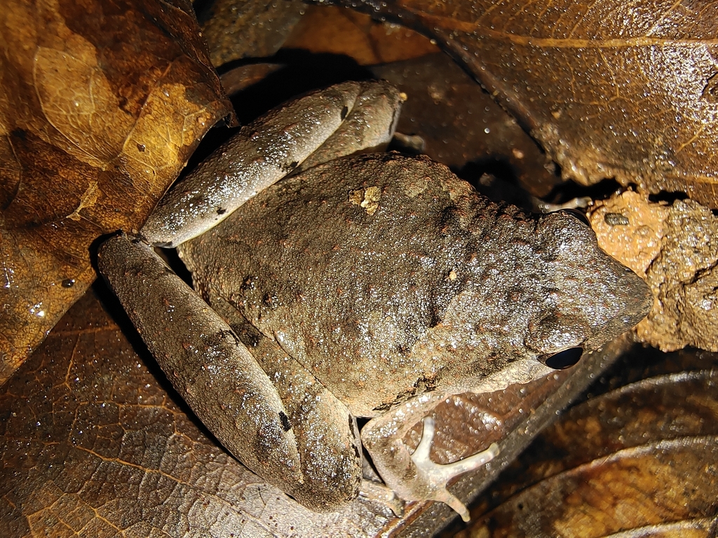 Large Pygmy Frog from Nongpoh, Meghalaya 793102, India on August 15 ...