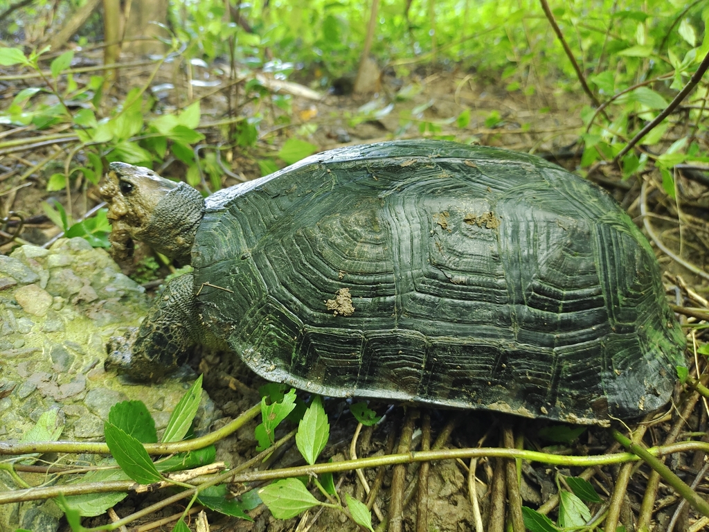 Indian Black Turtle in August 2022 by Aditya Satish · iNaturalist