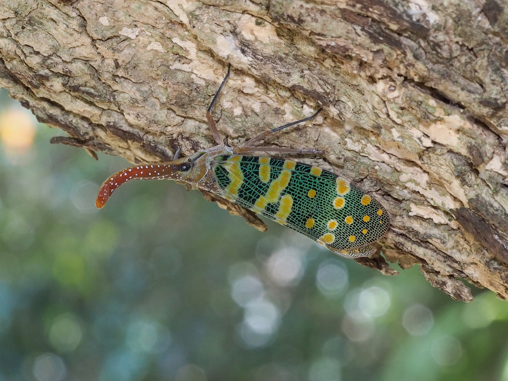 Litchi Lantern Bug from Sai Kung, Hong Kong on September 28, 2023 at 11 ...