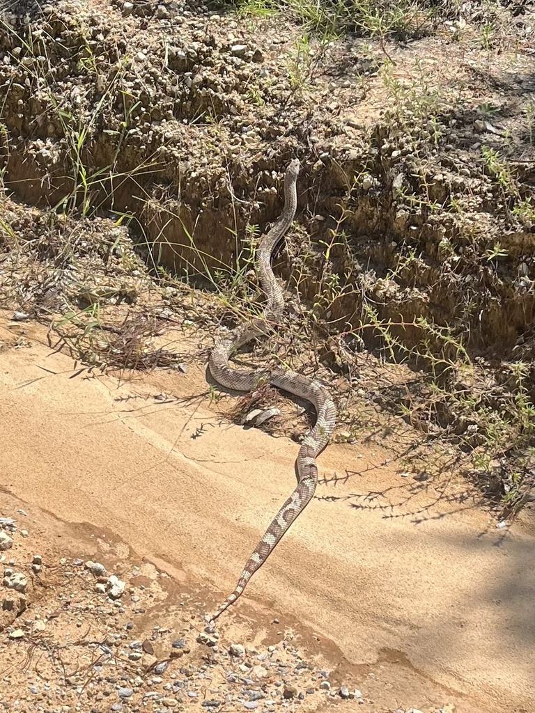 Florida Pine Snake in September 2023 by Jeffrey Lane · iNaturalist