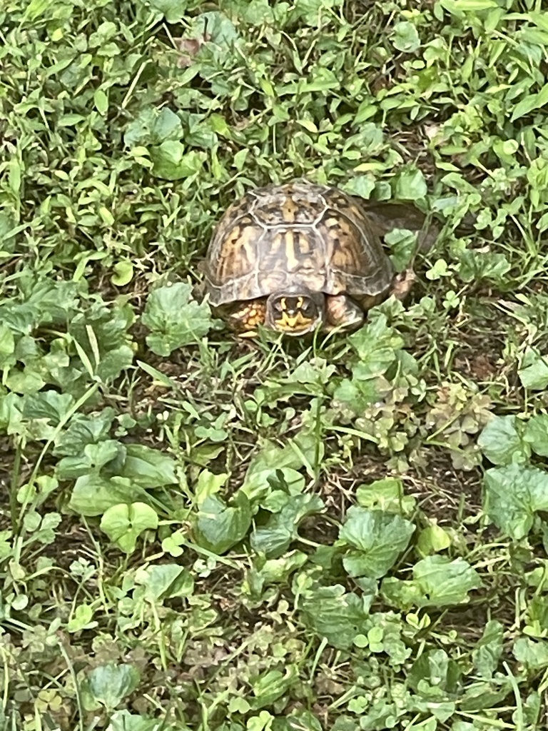 Eastern Box Turtle in September 2023 by nidahoan · iNaturalist