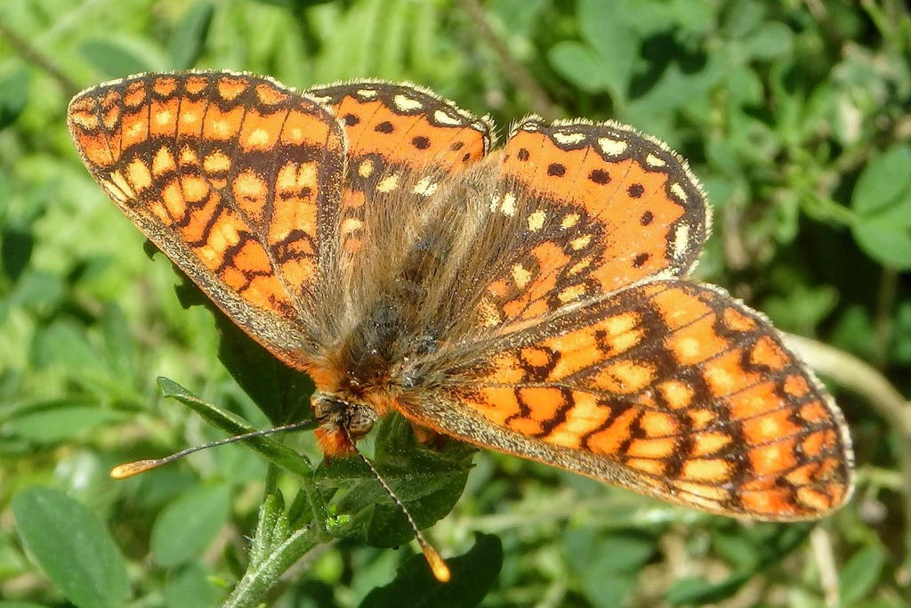 Marsh Fritillary from Villavieja de Lozoya, Madrid, España on May 29 ...