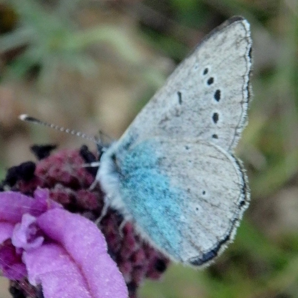 Green-underside Blue from Villavieja de Lozoya, Madrid, España on May ...