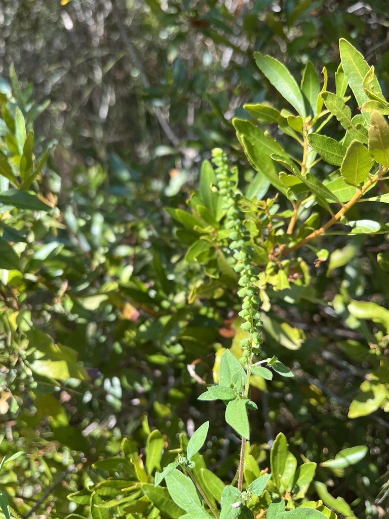 marsh elder from Cedar Key Scrub State Reserve, Cedar Key, FL, US on ...