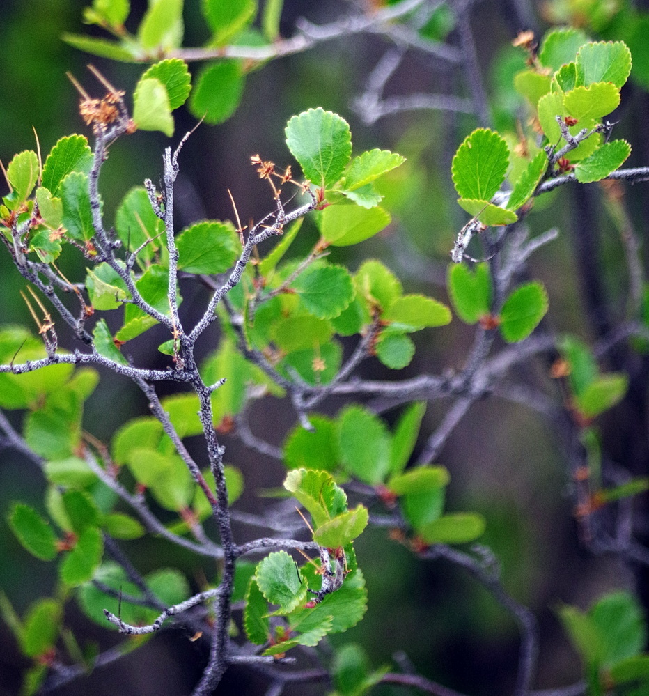 dwarf resin birch from Ibex Valley, YT, Canada on June 16, 2023 at 04: ...