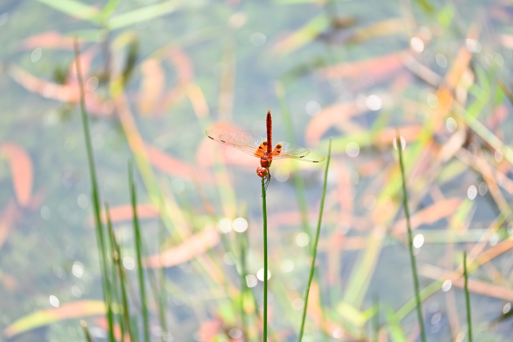 Rare Basker in September 2023 by zicky · iNaturalist