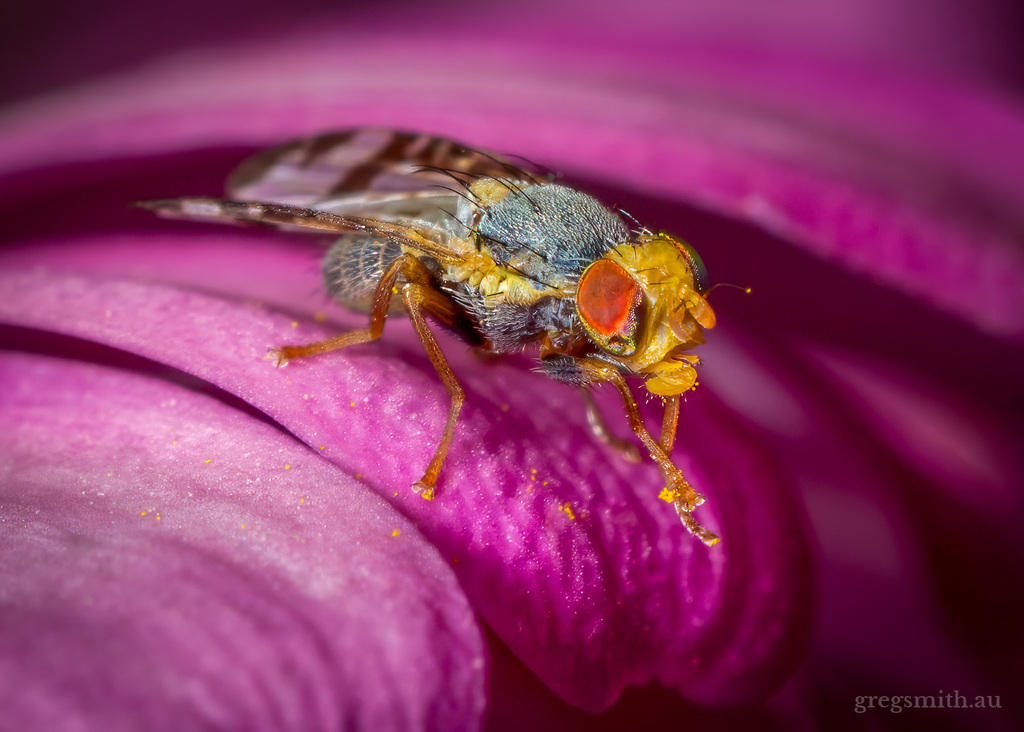 Sphenella ruficeps from Adelaide SA, Australia on September 28, 2023 at ...