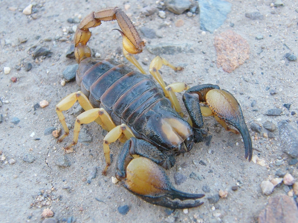 Karoo Burrowing Scorpion from Central Karoo District Municipality ...