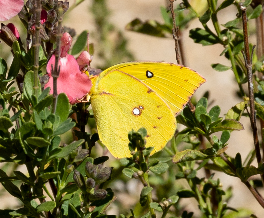 California Dogface in September 2023 by daleball · iNaturalist