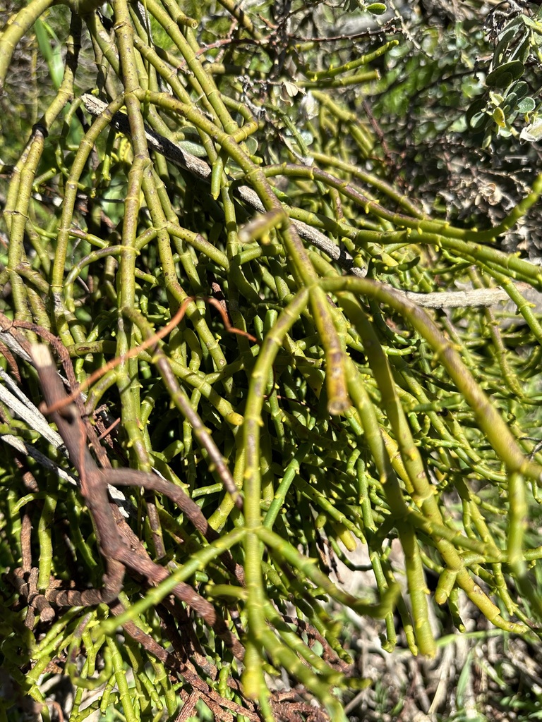 Cape Mistletoe from Hermanus, 7200, South Africa on September 27, 2023 ...