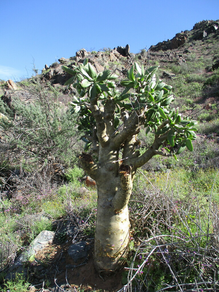 Botterboom from Karas Region, Namibia on September 2, 2023 at 10:09 AM ...