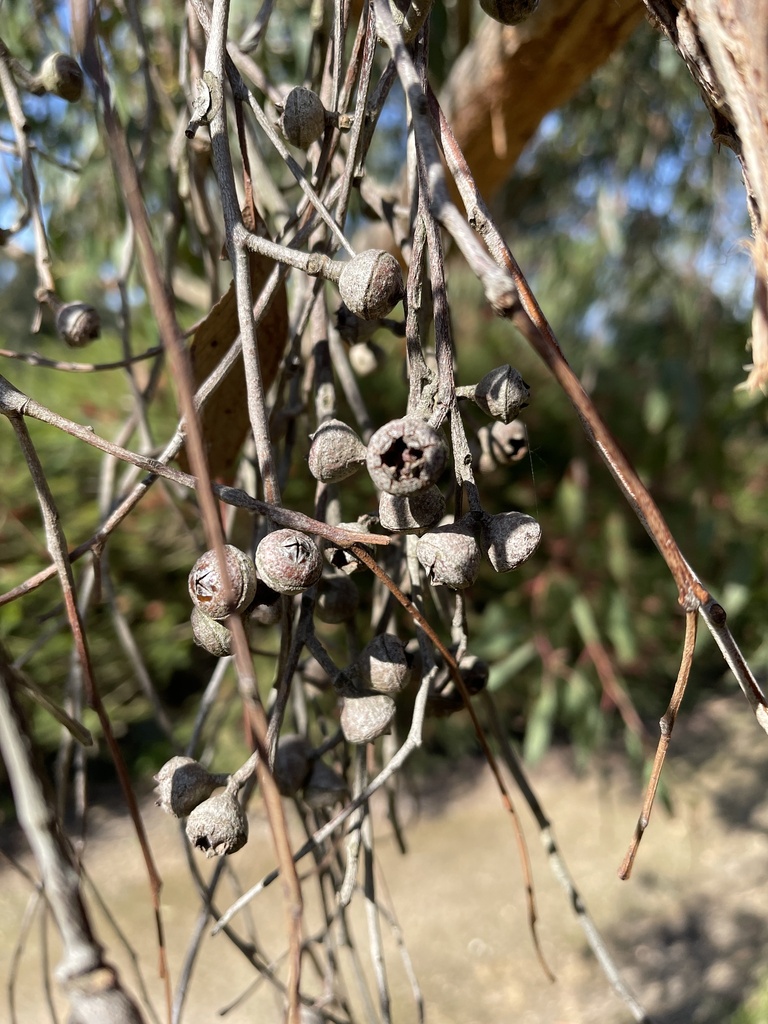 Red Stringybark from Morrison Reserve Athletic Pavilion, Mount Evelyn ...