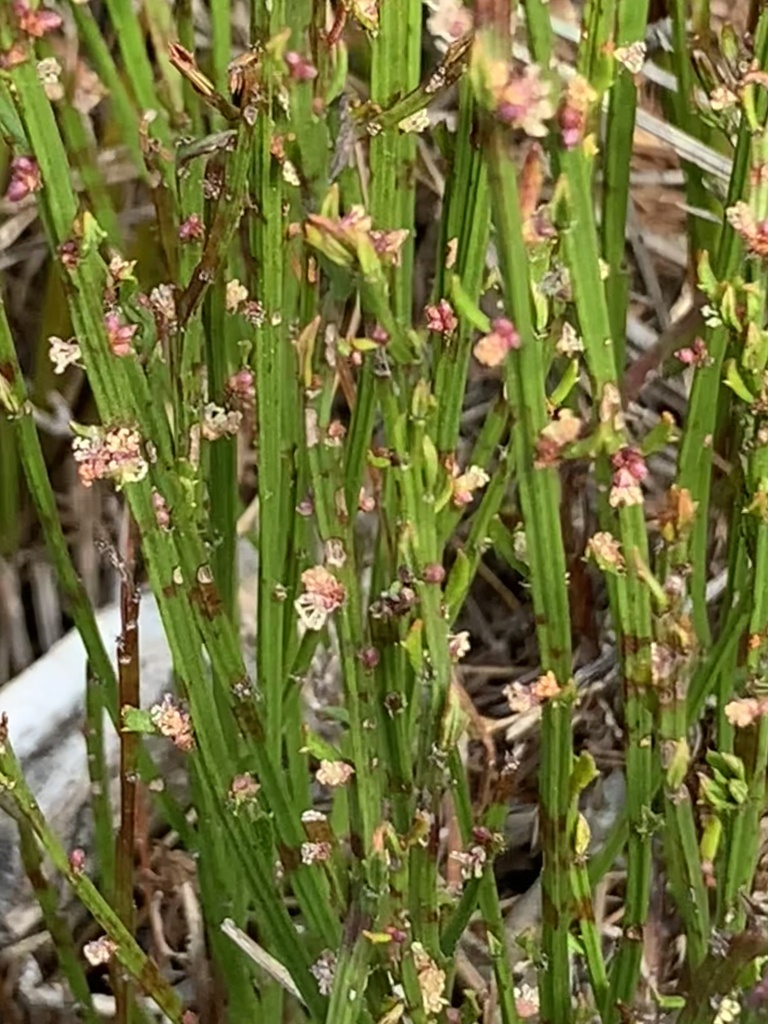 Broom Spurge from Manly, NSW, AU on September 28, 2023 at 02:46 PM by ...
