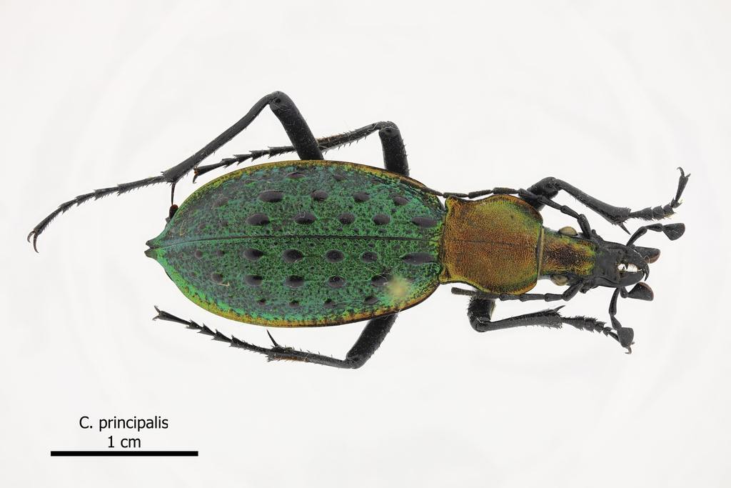 Carabus principalis from Jinggangshan, Ji’an, Jiangxi, China on June 10 ...
