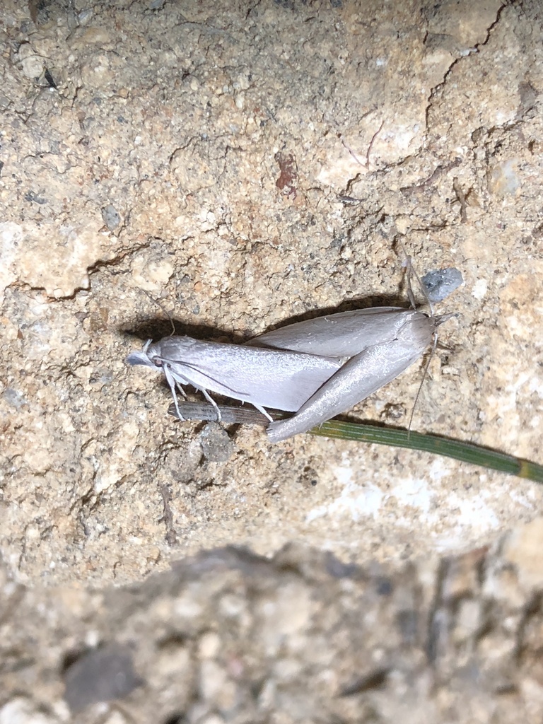 Wingia theophila from Proper Bay Rd, Sleaford, SA, AU on September 28 ...