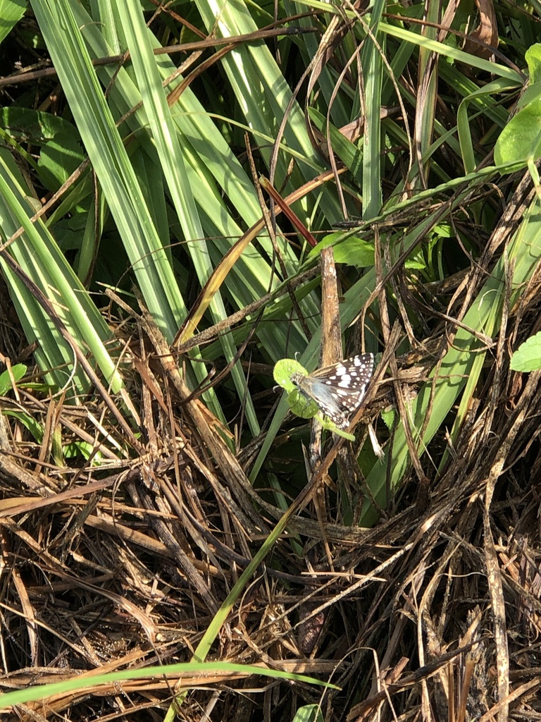 White Checkered-Skipper from SR-40 W, Ormond Beach, FL, US on September ...