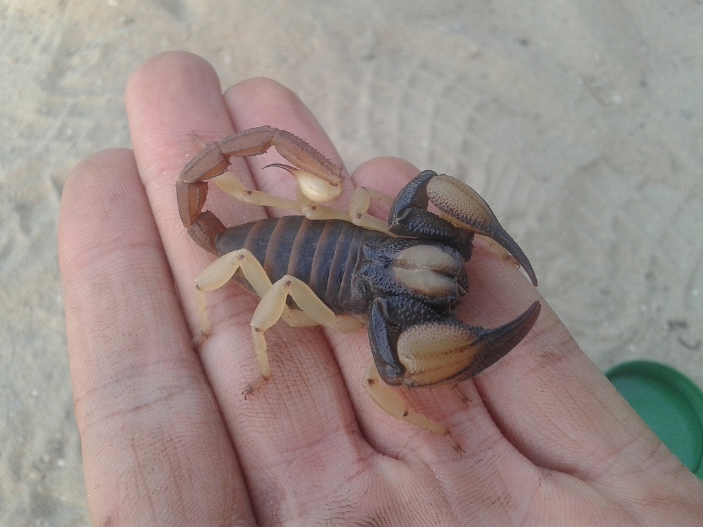 Namaqua Burrowing Scorpion from West Coast District Municipality, South ...