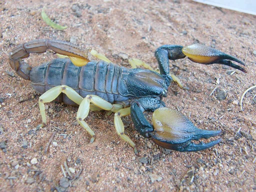 Namaqua Burrowing Scorpion from West Coast District Municipality, South ...