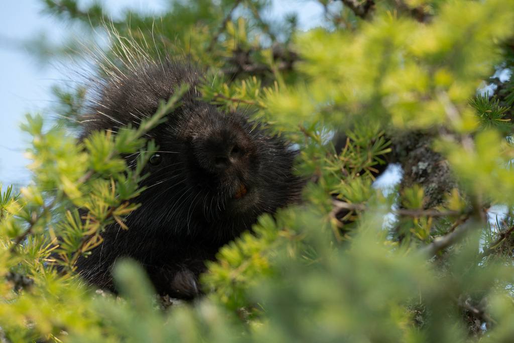 North American Porcupine from Capitale-Nationale, QC, Canada on ...
