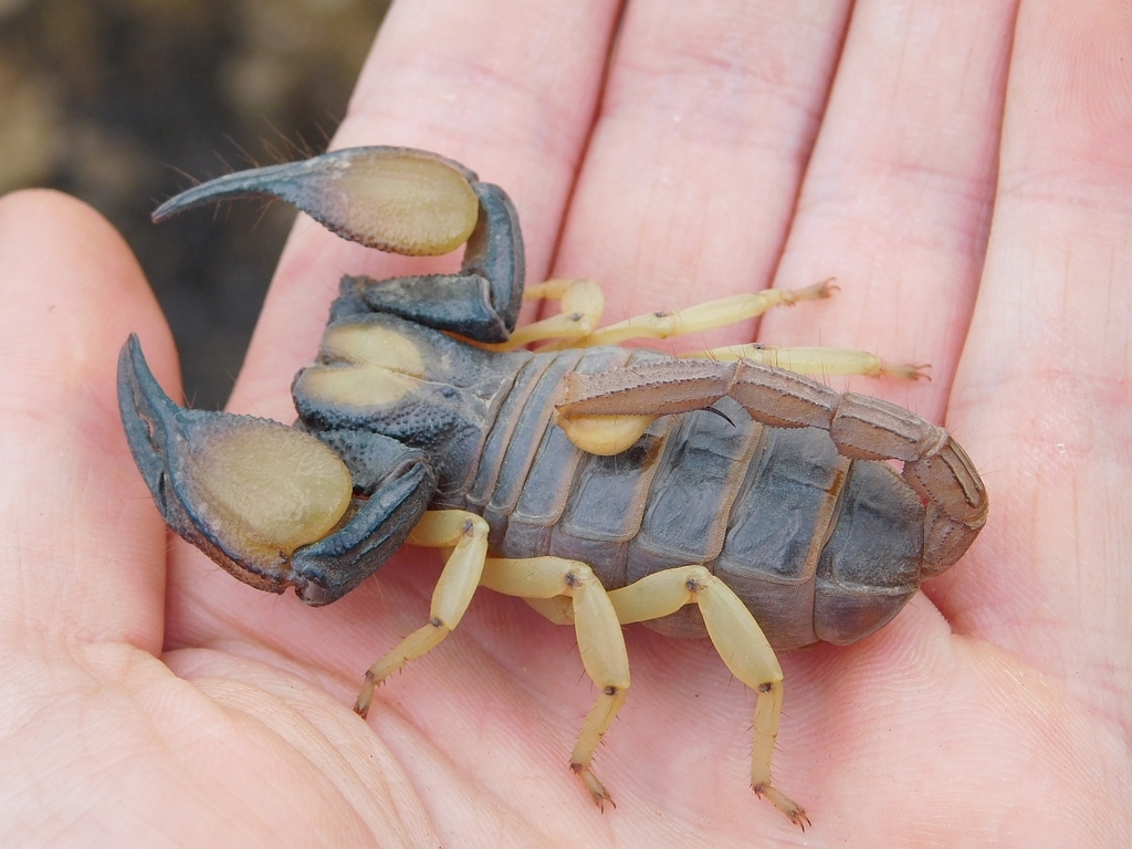 Namaqua Burrowing Scorpion from West Coast District Municipality, South ...