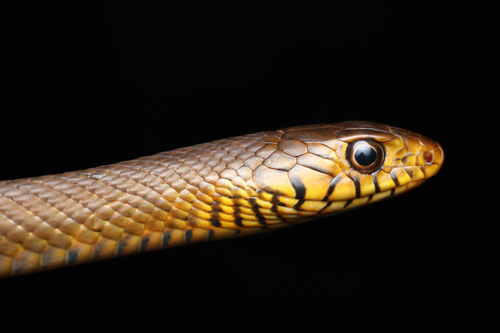 Oriental Rat Snake (Ptyas mucosa) - Snakes and Lizards