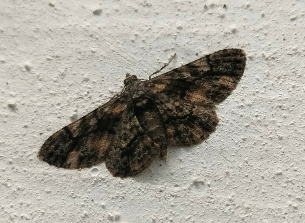 Cleora from Ajagara, Varanasi, Uttar Pradesh 221005, India on October 5 ...