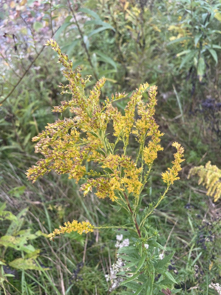 tall goldenrod from Durham Dr, Perrysburg, OH, US on September 28, 2023 ...