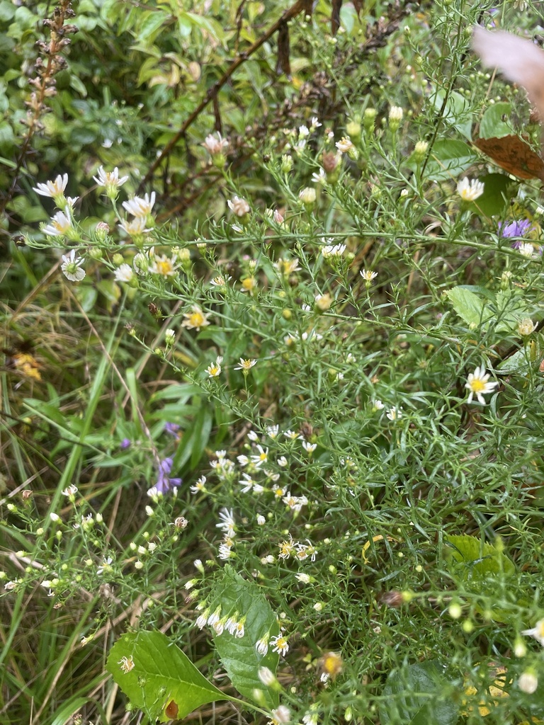 Small White Aster from W W Knight Nature Preserve, Perrysburg, OH, US ...