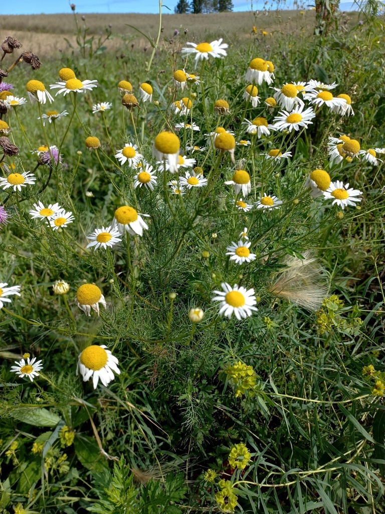 scentless mayweed from Cheremkhovskiy rayon, Irkutsk, Russia on August ...