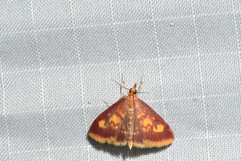 Mint-loving Pyrausta Moth from Abitibi-Ouest, Québec, Canada on July 18 ...